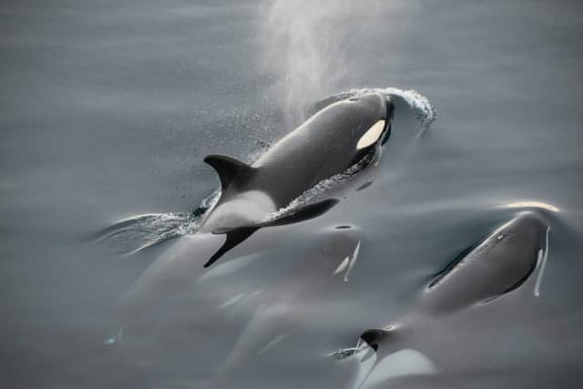 5 Fakta dari Paus Orca, Ternyata Bukan Keluarga Paus! | IDN Times
