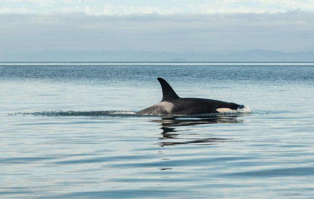 5 Fakta dari Paus Orca, Ternyata Bukan Keluarga Paus! | IDN Times