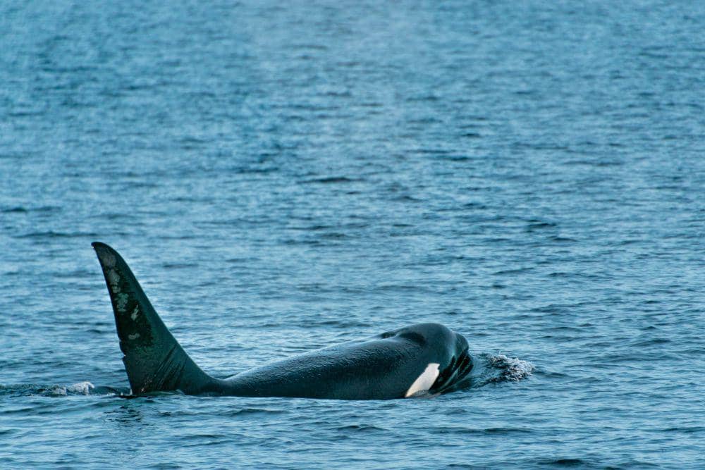 5 Fakta dari Paus Orca, Ternyata Bukan Keluarga Paus! | IDN Times
