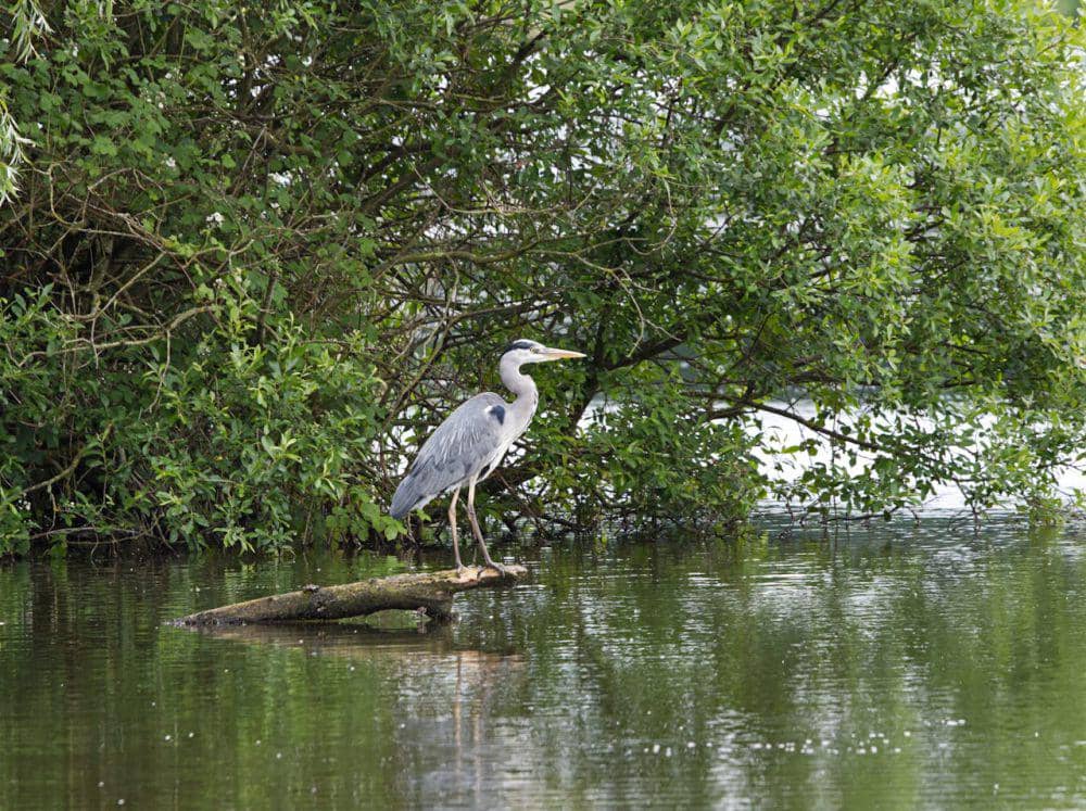 5 Jenis Akar Mangrove, Kenali Beda dan Fungsinya! | IDN Times