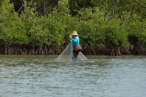 5 Jenis Akar Mangrove, Kenali Beda dan Fungsinya! | IDN Times