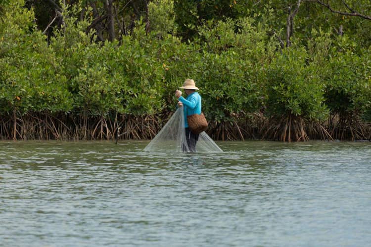 5 Jenis Akar Mangrove, Kenali Beda dan Fungsinya! | IDN Times