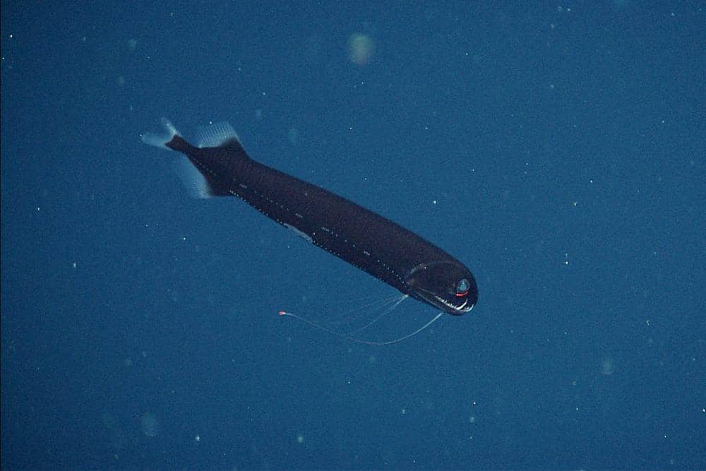 6 Fakta Dragonfish, Ikan Laut Dalam yang Mirip Alien | IDN Times
