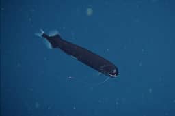 6 Fakta Dragonfish, Ikan Laut Dalam yang Mirip Alien | IDN Times