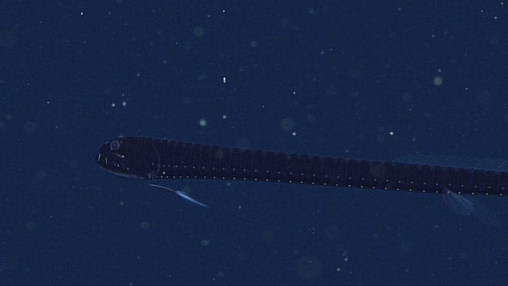 6 Fakta Dragonfish, Ikan Laut Dalam yang Mirip Alien | IDN Times