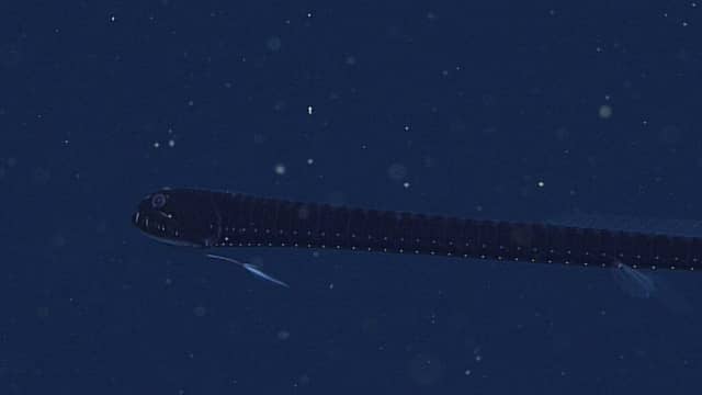 6 Fakta Dragonfish, Ikan Laut Dalam yang Mirip Alien | IDN Times