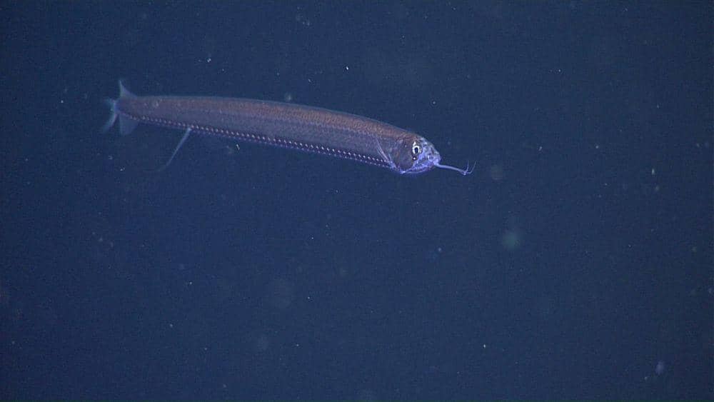 6 Fakta Dragonfish, Ikan Laut Dalam yang Mirip Alien | IDN Times