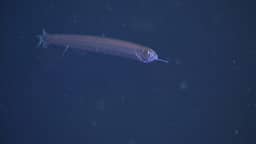 6 Fakta Dragonfish, Ikan Laut Dalam yang Mirip Alien | IDN Times