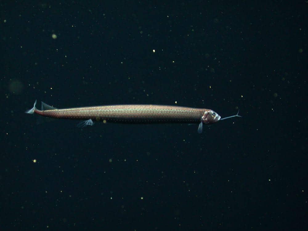 6 Fakta Dragonfish, Ikan Laut Dalam yang Mirip Alien | IDN Times