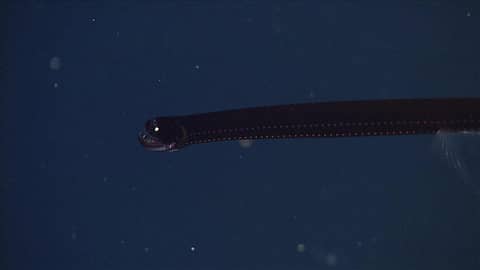 6 Fakta Dragonfish, Ikan Laut Dalam yang Mirip Alien | IDN Times