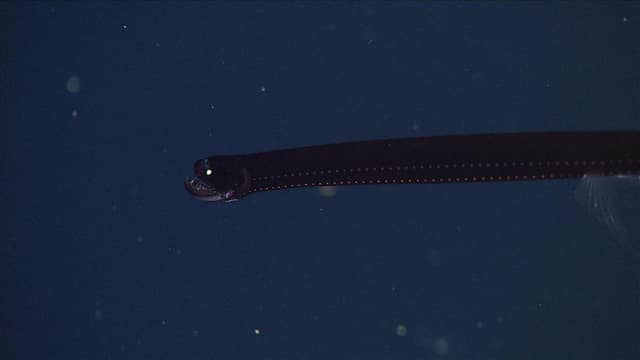 6 Fakta Dragonfish, Ikan Laut Dalam yang Mirip Alien | IDN Times