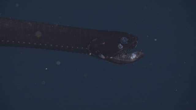 6 Fakta Dragonfish, Ikan Laut Dalam yang Mirip Alien | IDN Times