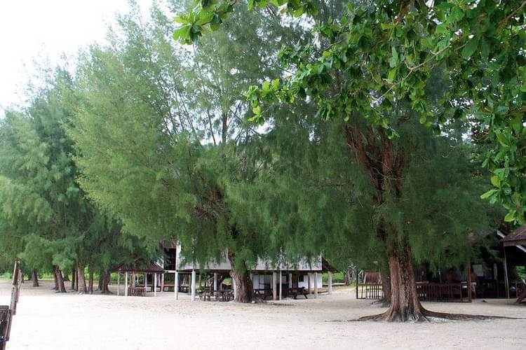 Mengenal Cemara Laut, Jenis Tanaman dengan Segudang Manfaat | IDN Times