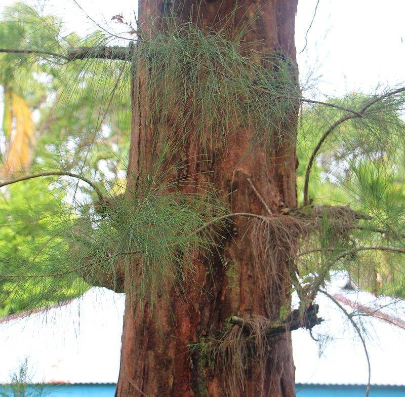 Mengenal Cemara Laut, Jenis Tanaman dengan Segudang Manfaat | IDN Times