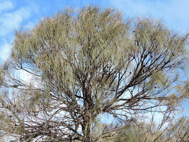 Mengenal Cemara Laut, Jenis Tanaman dengan Segudang Manfaat | IDN Times