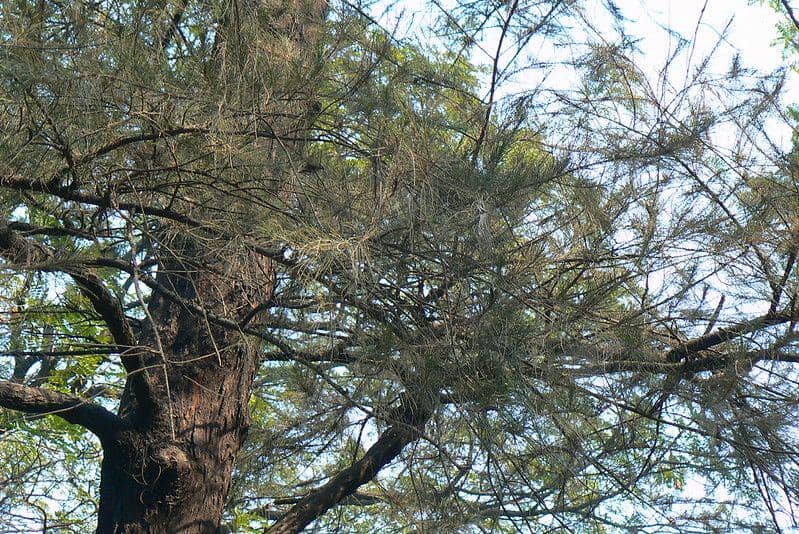 Mengenal Cemara Laut, Jenis Tanaman dengan Segudang Manfaat | IDN Times