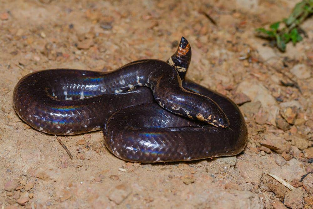 6 Fakta Ular Pipa, Bentuk Kepala dan Ekornya Sangat Mirip | IDN Times Bali