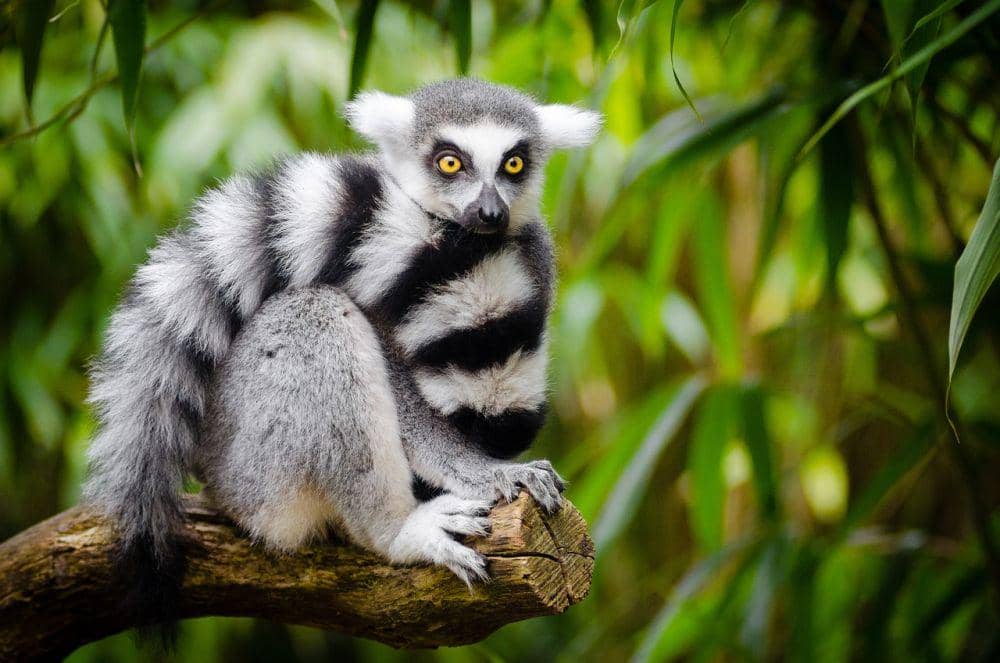 6 Fakta Unik Lemur, Hewan Endemik Madagaskar | IDN Times