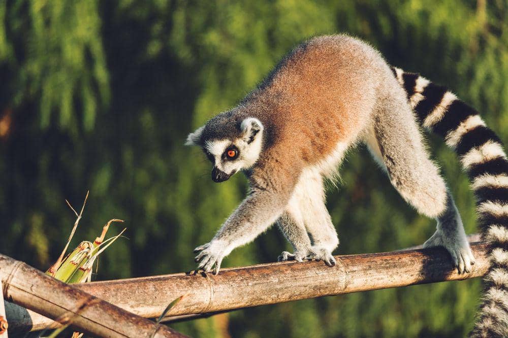 6 Fakta Unik Lemur, Hewan Endemik Madagaskar | IDN Times