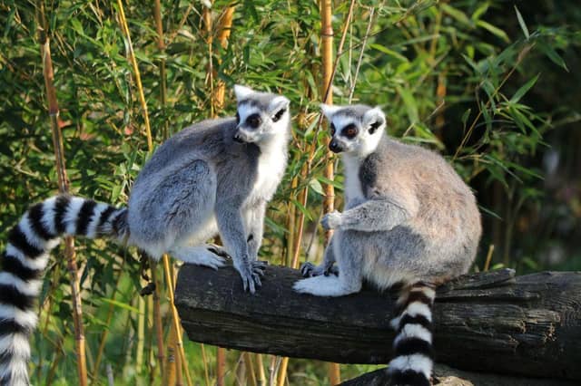 6 Fakta Unik Lemur, Hewan Endemik Madagaskar | IDN Times