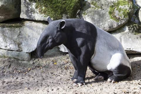 4 Spesies Tapir di Dunia, Ada yang Punya Jambul di Kepalanya | IDN Times