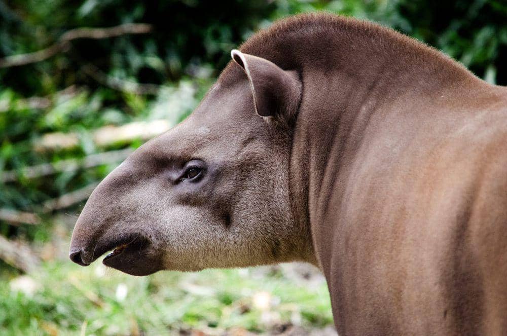 4 Spesies Tapir di Dunia, Ada yang Punya Jambul di Kepalanya | IDN Times