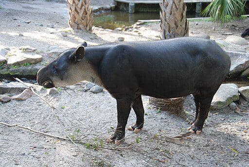 4 Spesies Tapir di Dunia, Ada yang Punya Jambul di Kepalanya | IDN Times