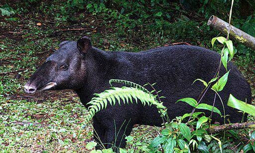 4 Spesies Tapir di Dunia, Ada yang Punya Jambul di Kepalanya | IDN Times
