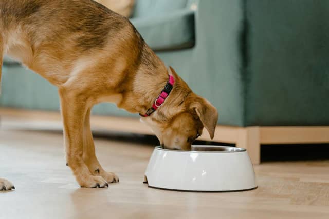 4 Fakta Ilmiah tentang Preferensi Makanan pada Anjing | IDN Times