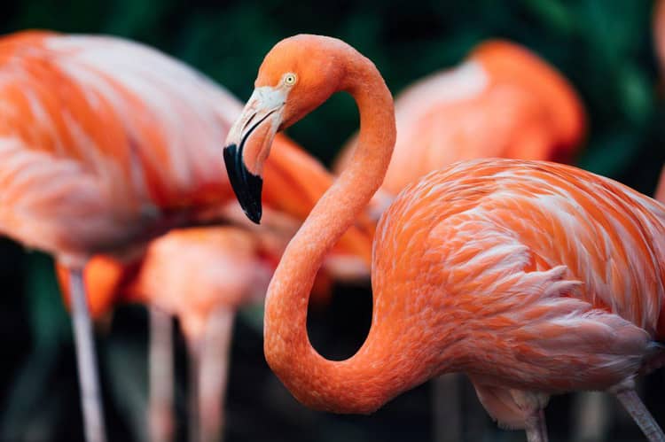 5 Fakta Unik Flamingo, Burung Pink yang Punya Kesan Elegan! | IDN Times