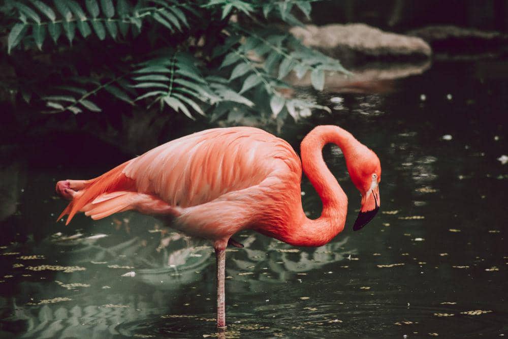 5 Fakta Unik Flamingo, Burung Pink yang Punya Kesan Elegan! | IDN Times
