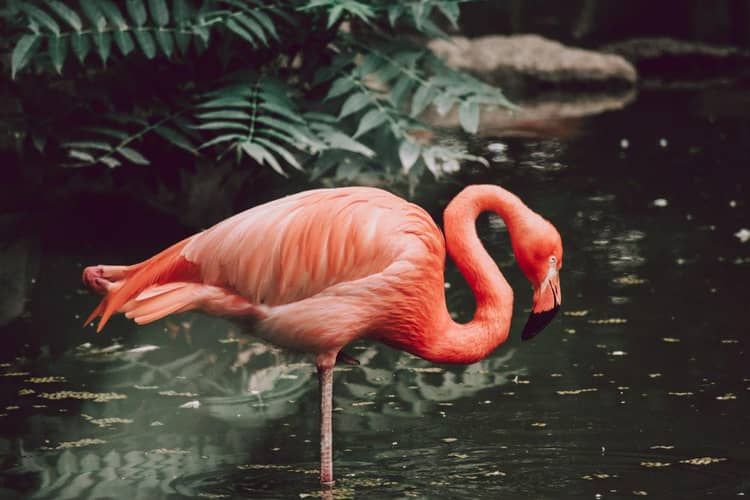 5 Fakta Unik Flamingo, Burung Pink yang Punya Kesan Elegan! | IDN Times