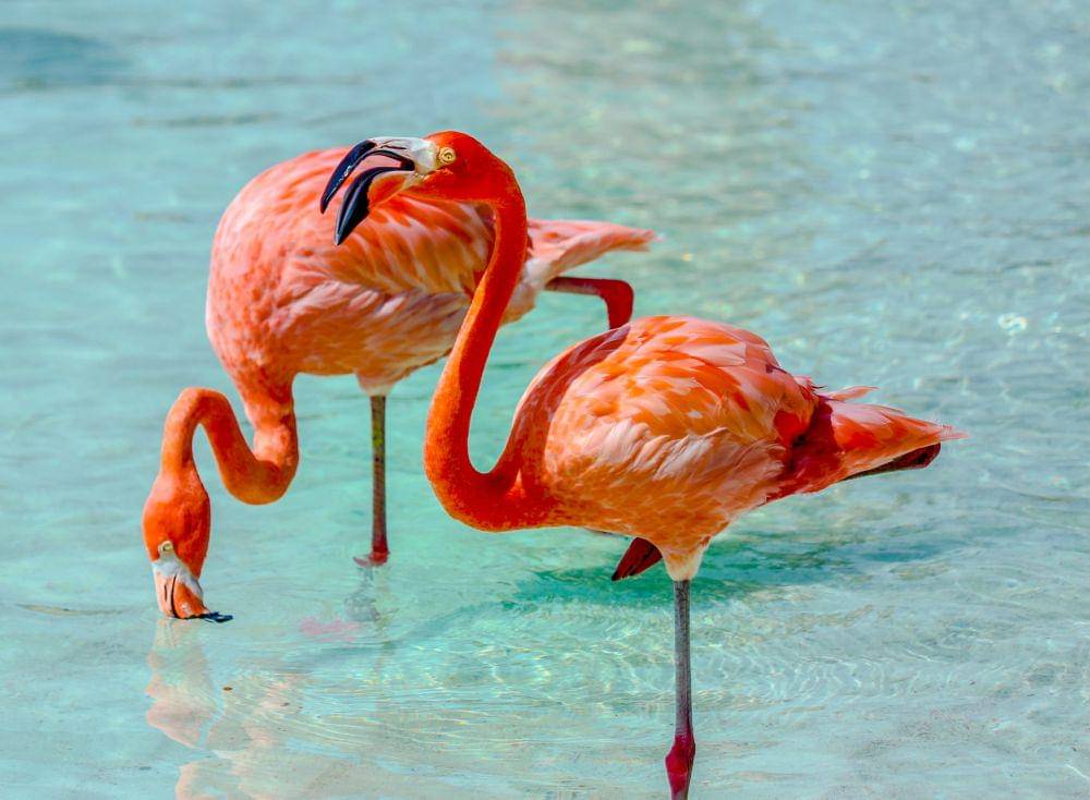 5 Fakta Unik Flamingo, Burung Pink yang Punya Kesan Elegan! | IDN Times