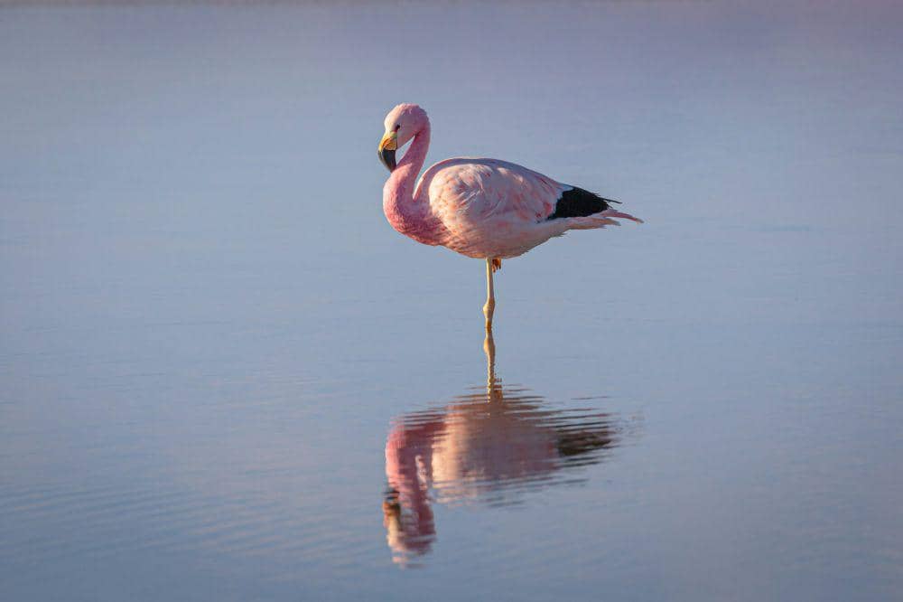 5 Fakta Unik Flamingo, Burung Pink yang Punya Kesan Elegan! | IDN Times