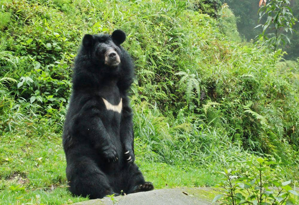 Mengenal Beruang dari Genus Ursus, Ada yang Hidup di Kutub | IDN Times