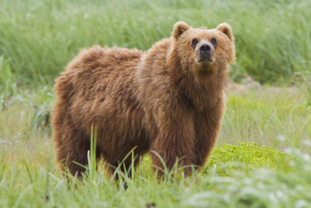 Mengenal Beruang dari Genus Ursus, Ada yang Hidup di Kutub | IDN Times