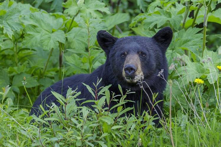 Mengenal Beruang dari Genus Ursus, Ada yang Hidup di Kutub | IDN Times