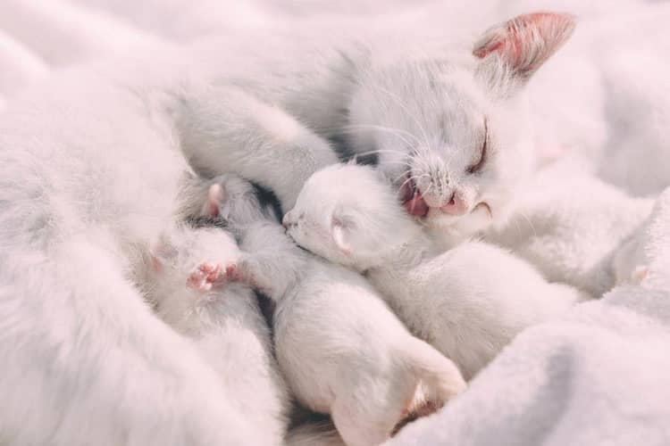 Berapa Bulan Kucing Hamil? Dan Ciri-ciri Akan Melahirkan | IDN Times