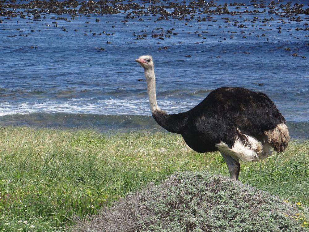 5 Spesies Burung Unta, Bisa Berlari Kencang! | IDN Times