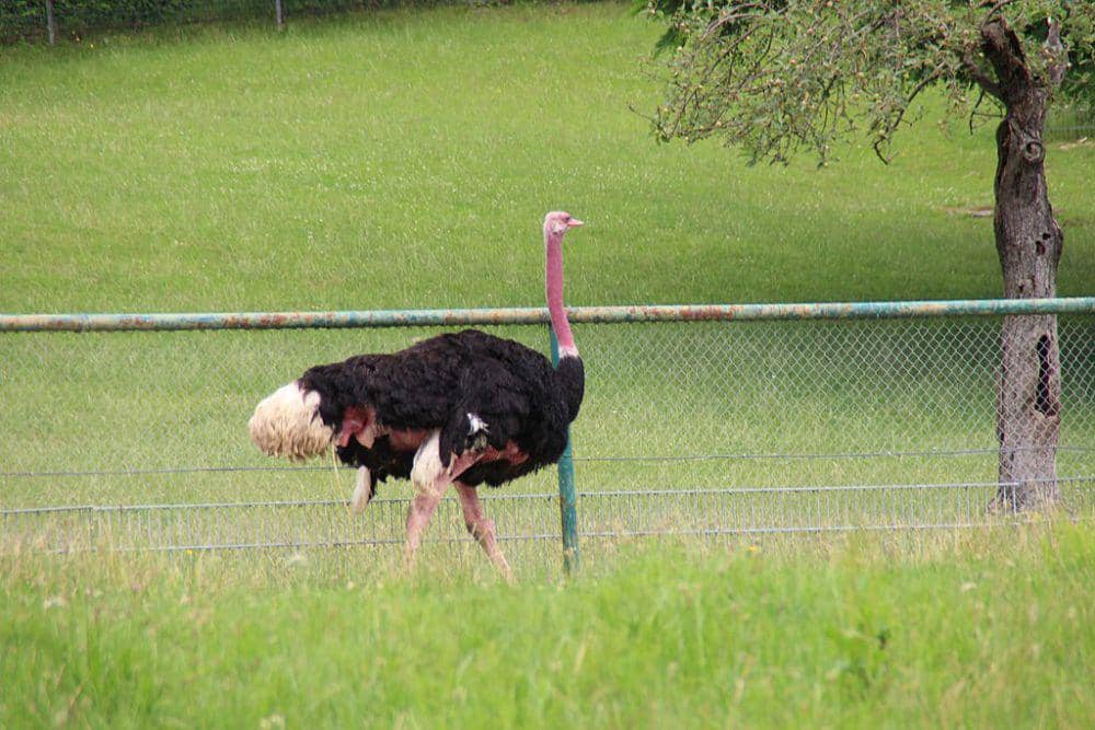 5 Spesies Burung Unta, Bisa Berlari Kencang! | IDN Times