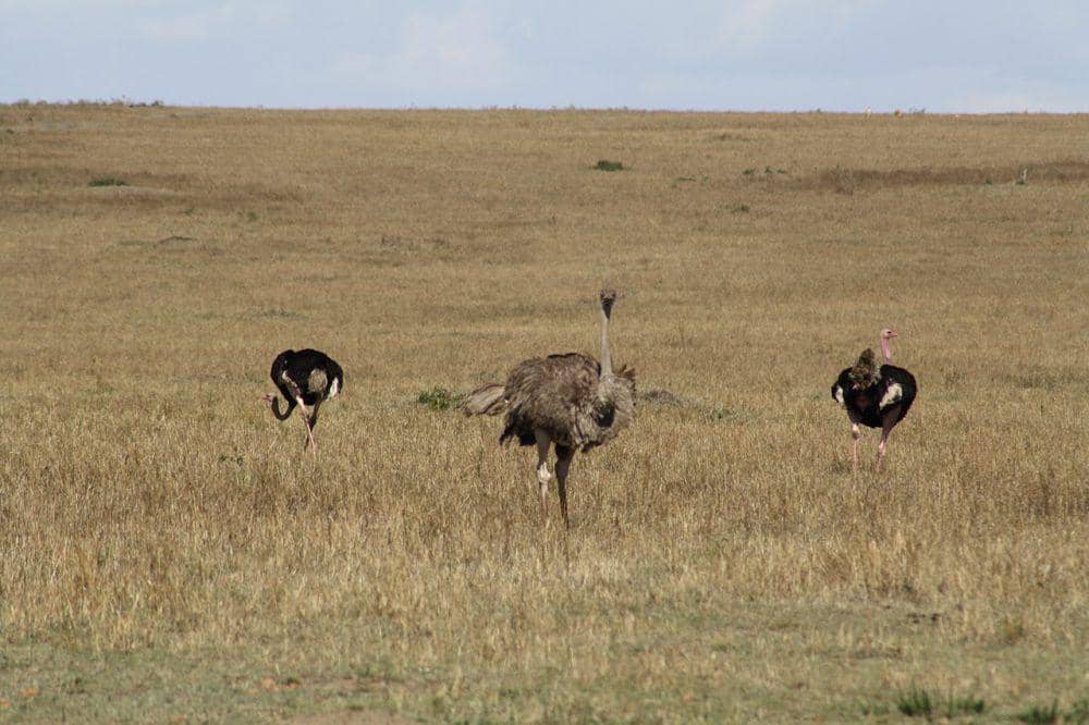 5 Spesies Burung Unta, Bisa Berlari Kencang! | IDN Times
