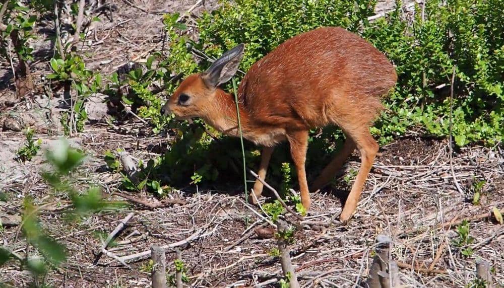 6 Fakta Unik Cape Grysbok, si Pemalu yang Suka Makan Tunas | IDN Times