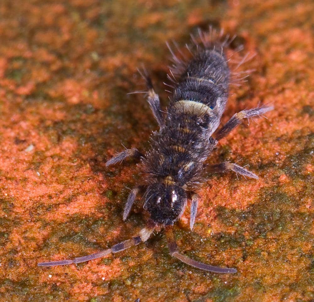 Fakta Springtail, Berkontribusi Positif Terhadap Lingkungan | IDN Times