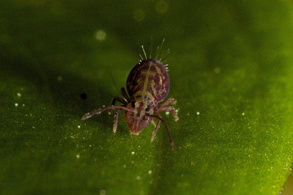 Fakta Springtail, Berkontribusi Positif Terhadap Lingkungan | IDN Times