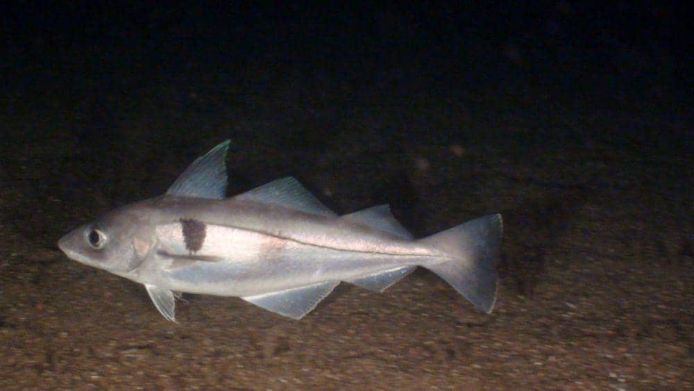 5 Fakta Ikan Haddock, Kerabat Ikan Cod dari Perairan Dingin | IDN Times