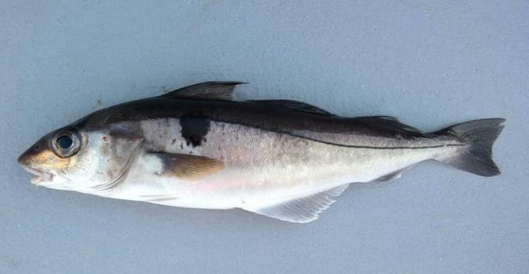 5 Fakta Ikan Haddock, Kerabat Ikan Cod dari Perairan Dingin | IDN Times