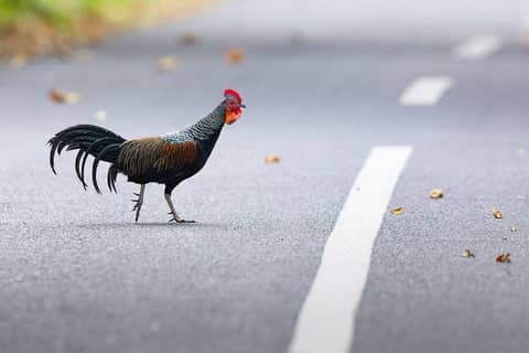 Mengenal Spesies Ayam Hutan, Merupakan Nenek Moyang Ayam Dom | IDN Times