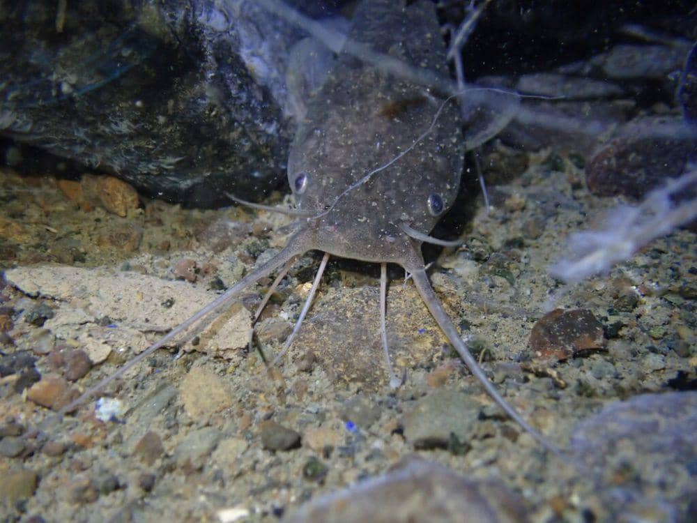 6 Fakta Unik dan Menarik Lele Dumbo Lele Raksasa dari Afrika | IDN ...