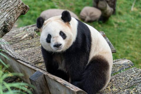 7 Fakta Unik dan Menarik Tentang Panda yang Belum Kamu Tahu | IDN Times