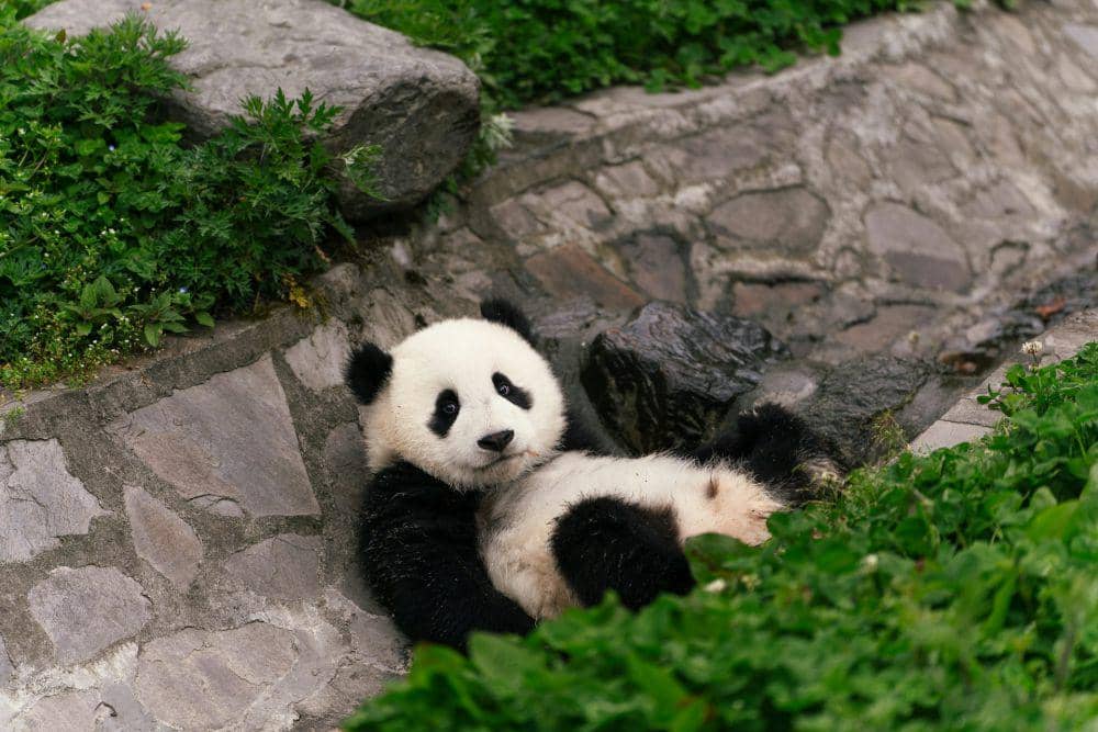 7 Fakta Unik dan Menarik Tentang Panda yang Belum Kamu Tahu | IDN Times